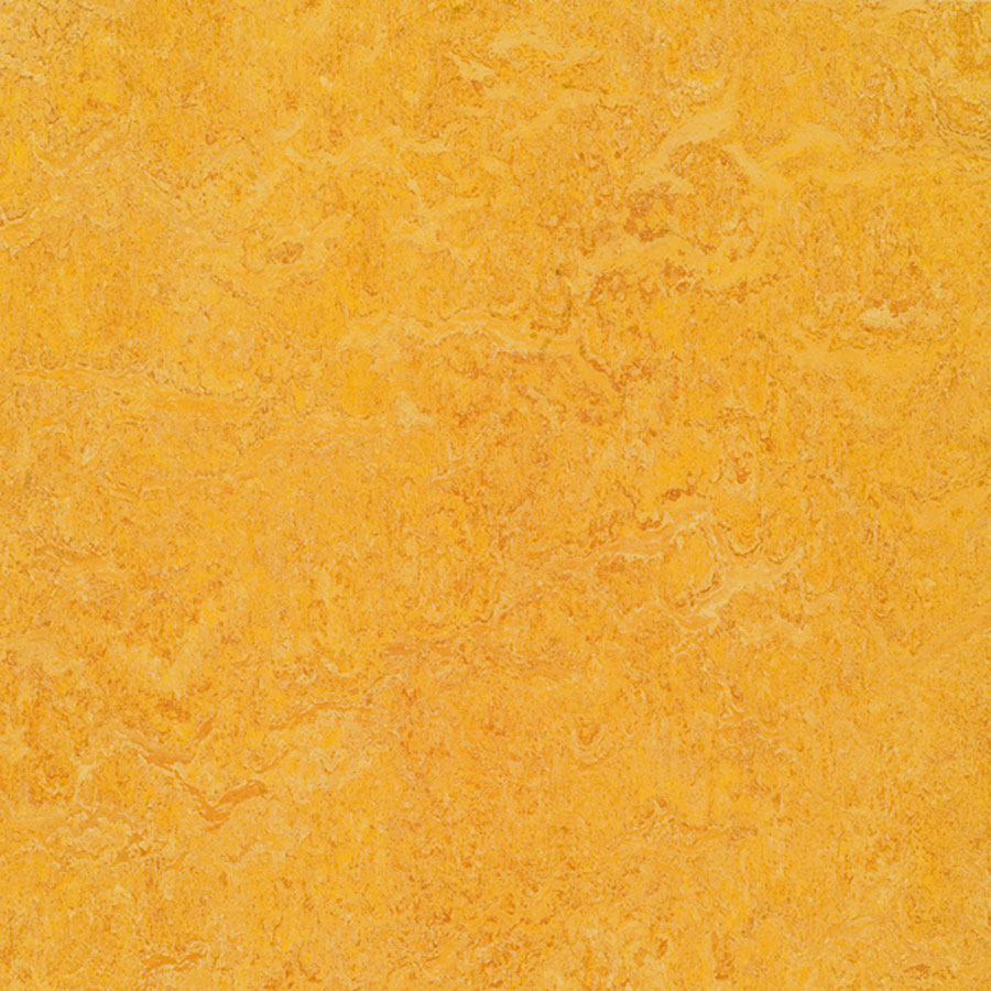 SAMPLE - Forbo Marmoleum Real - Sheet, Dandelion - Green Building Supply